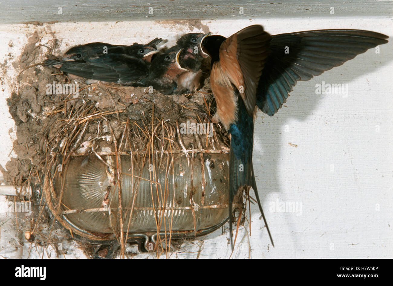 Barn Swallow (Hirundo rustica) parent feeding chicks in nest which is ...