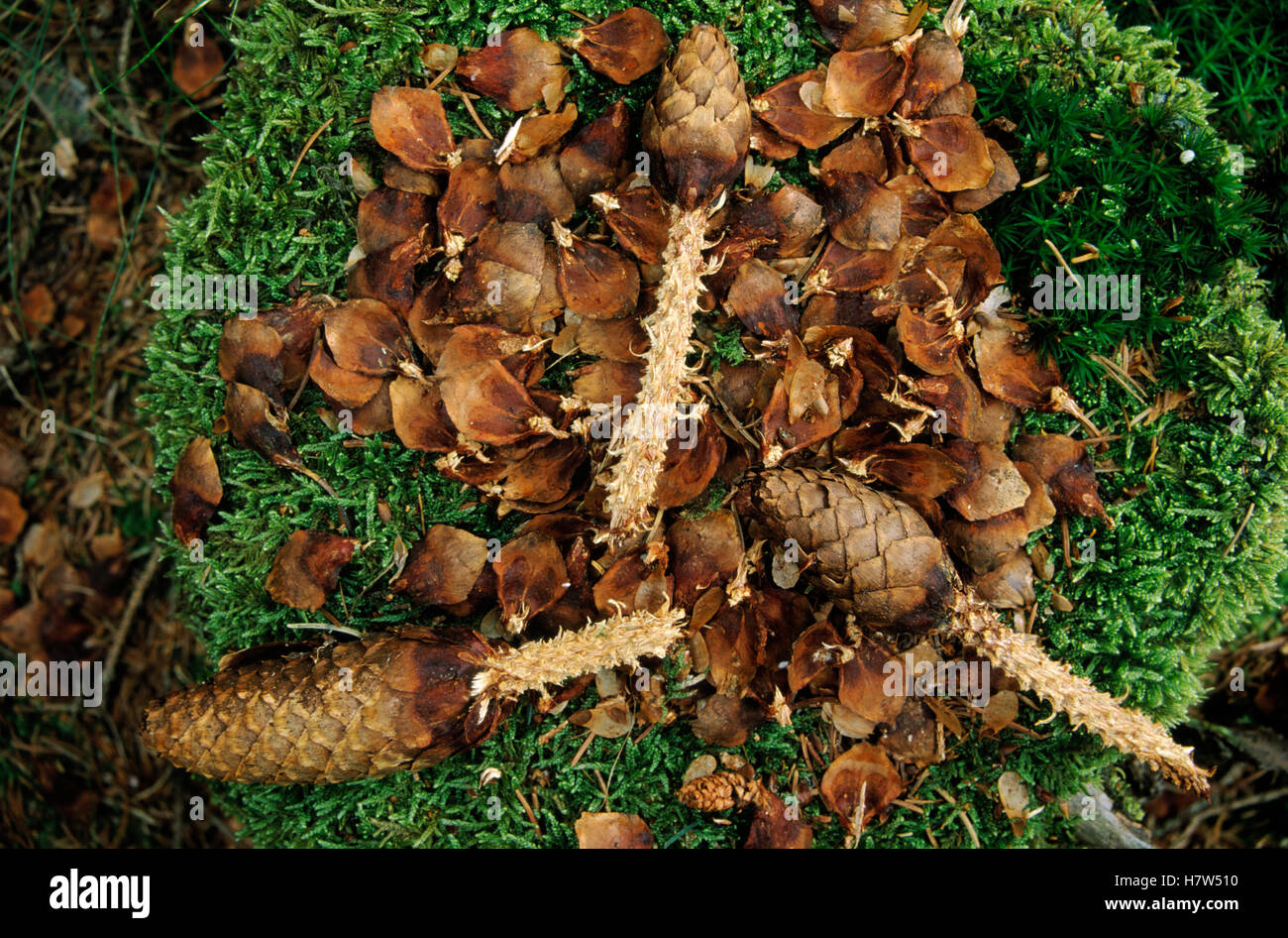 Pine (Pinus sp) cones consumed by a Eurasian Red Squirrel (Sciurus ...