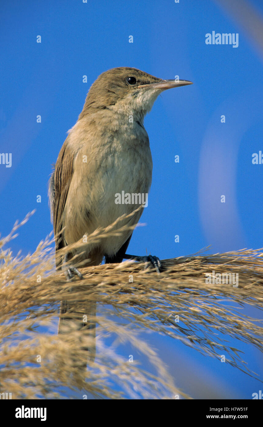 Great Reed-Warbler (Acrocephalus arundinaceus) perching on reed, Europe ...