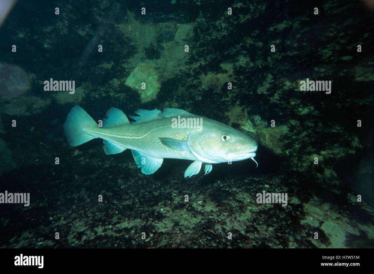 Atlantic Cod (Gadus morhua) swimming showing prominent barbule on lower ...