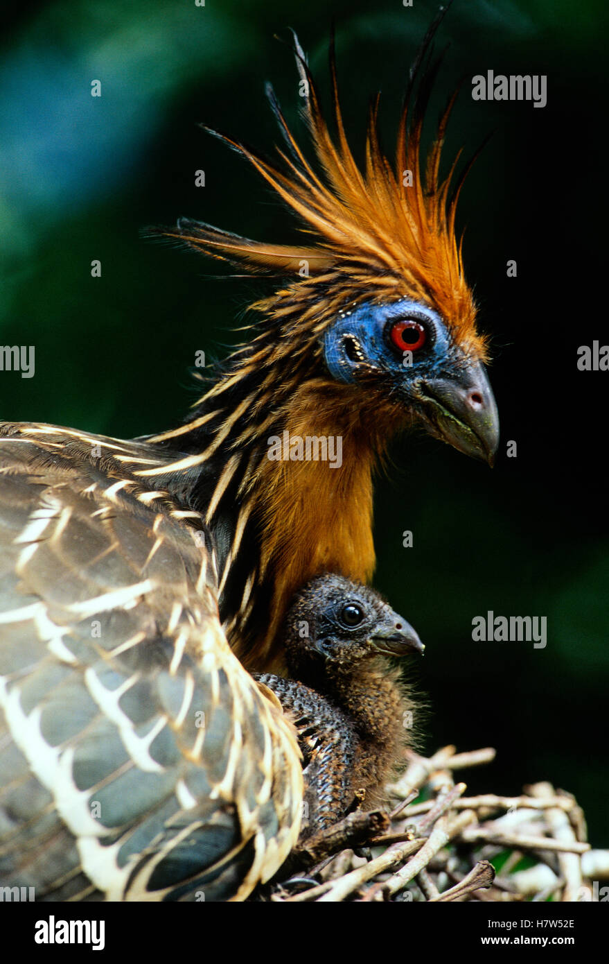 Hoatzin (Opisthocomus hoazin) chick under parent's wing, Guyana Stock ...