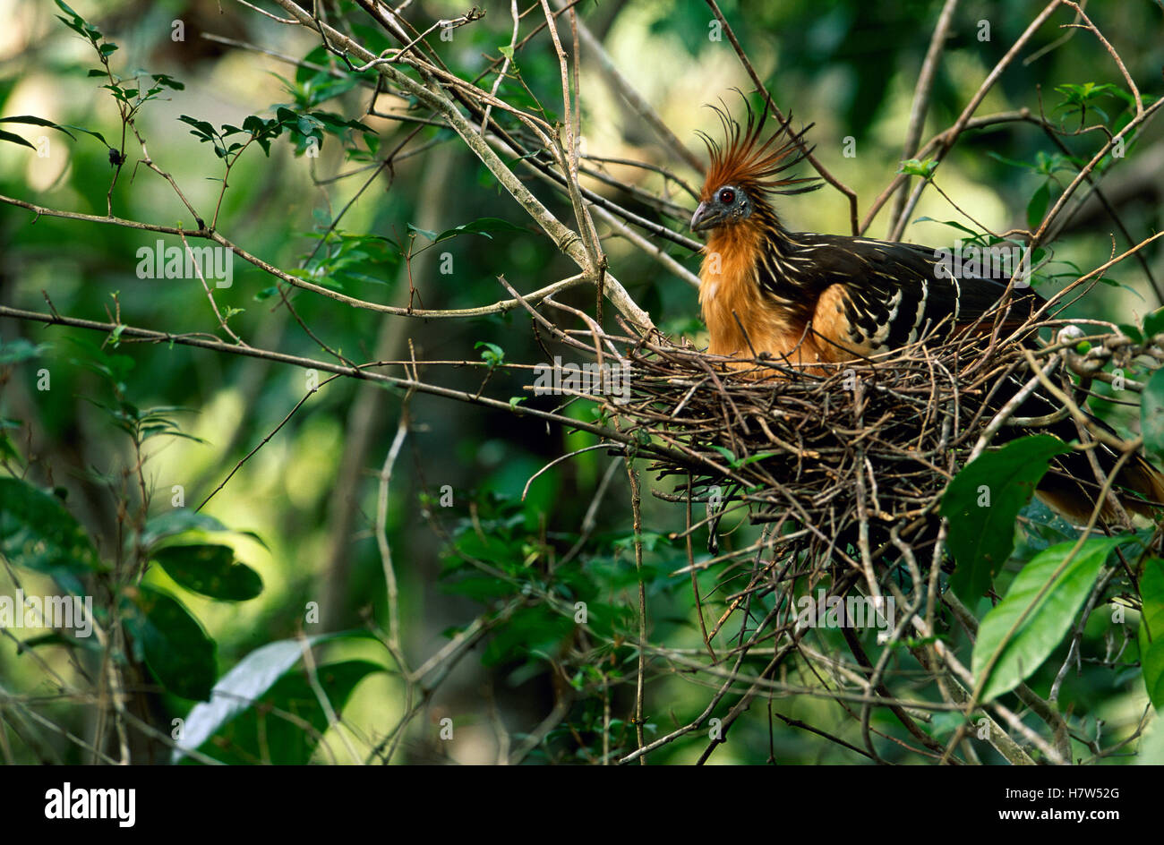 Hoatzin (Opisthocomus hoazin) female incubating eggs on nest, Guyana ...