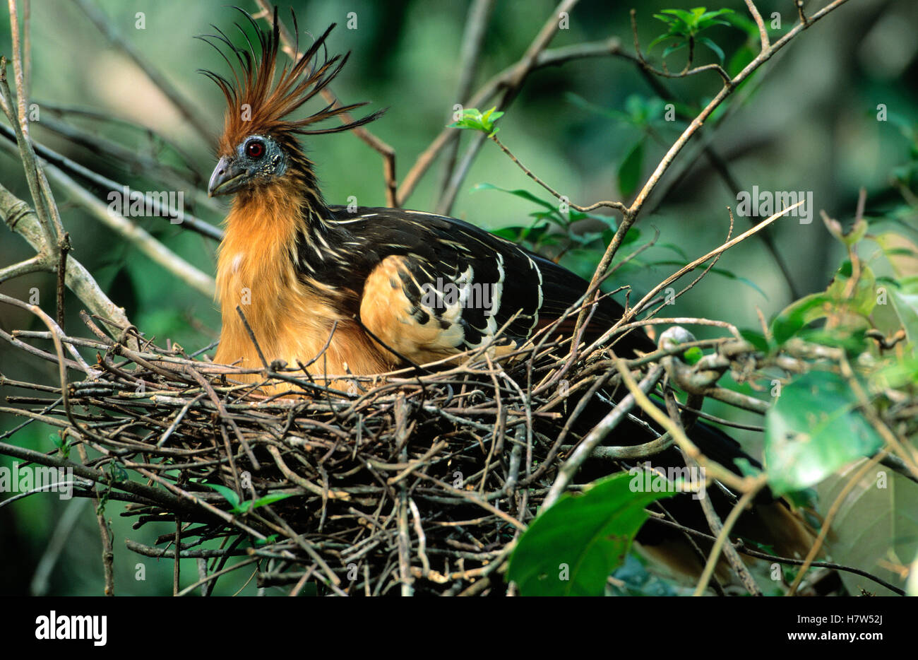 Hoatzin (Opisthocomus hoazin) female incubating eggs on nest, Guyana ...
