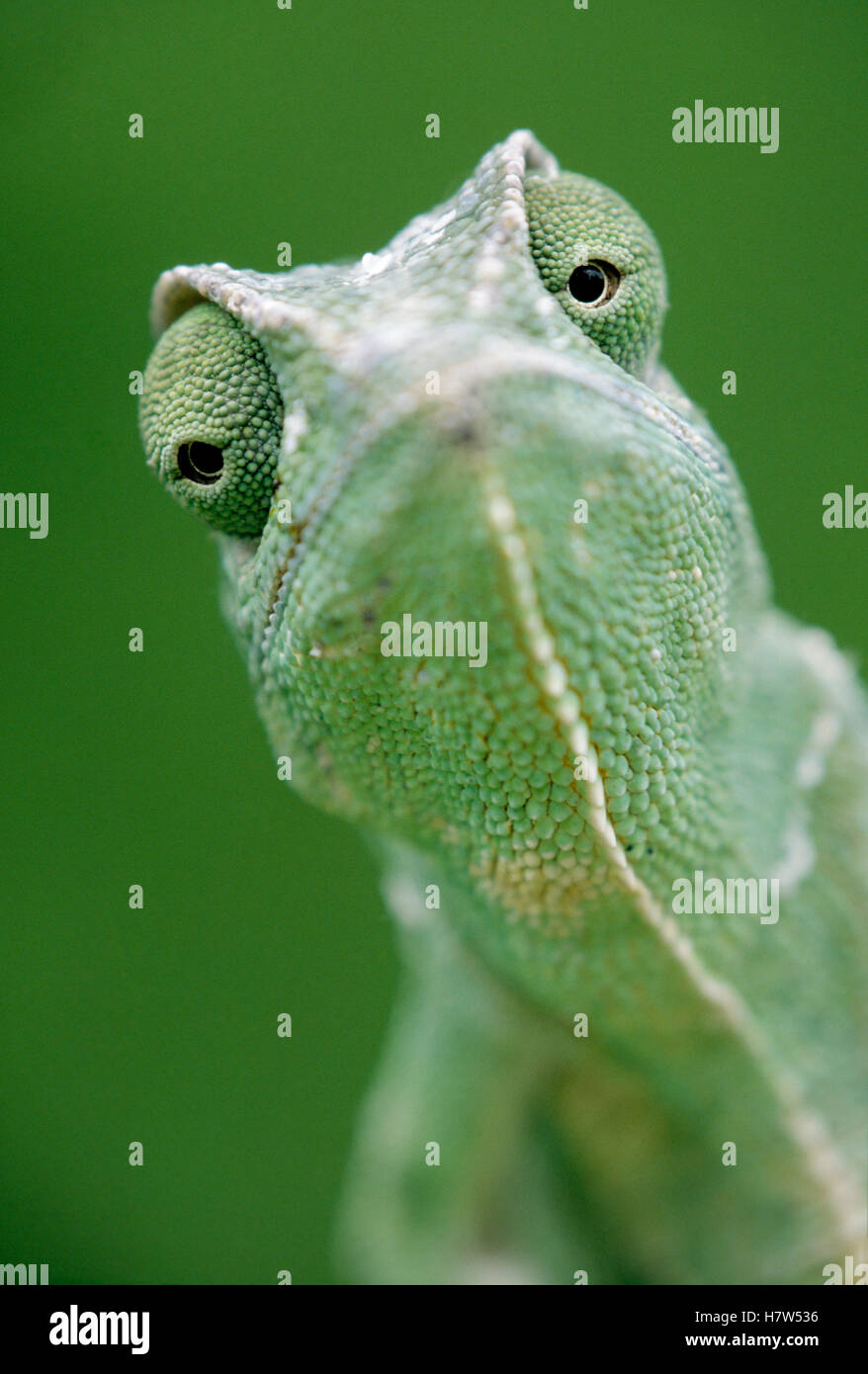 African Chameleon (Chamaeleo africanus) portrait, Africa Stock Photo ...