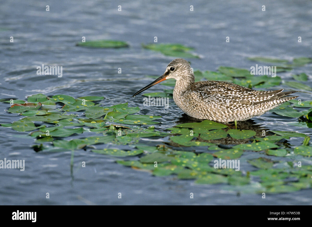 Spotted Redshank (Tringa erythropus) wading, Europe Stock Photo - Alamy