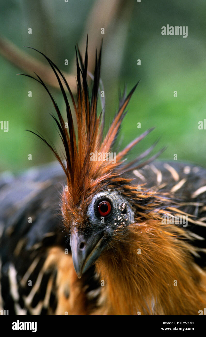 Hoatzin (Opisthocomus hoazin) portrait, Guyana Stock Photo - Alamy