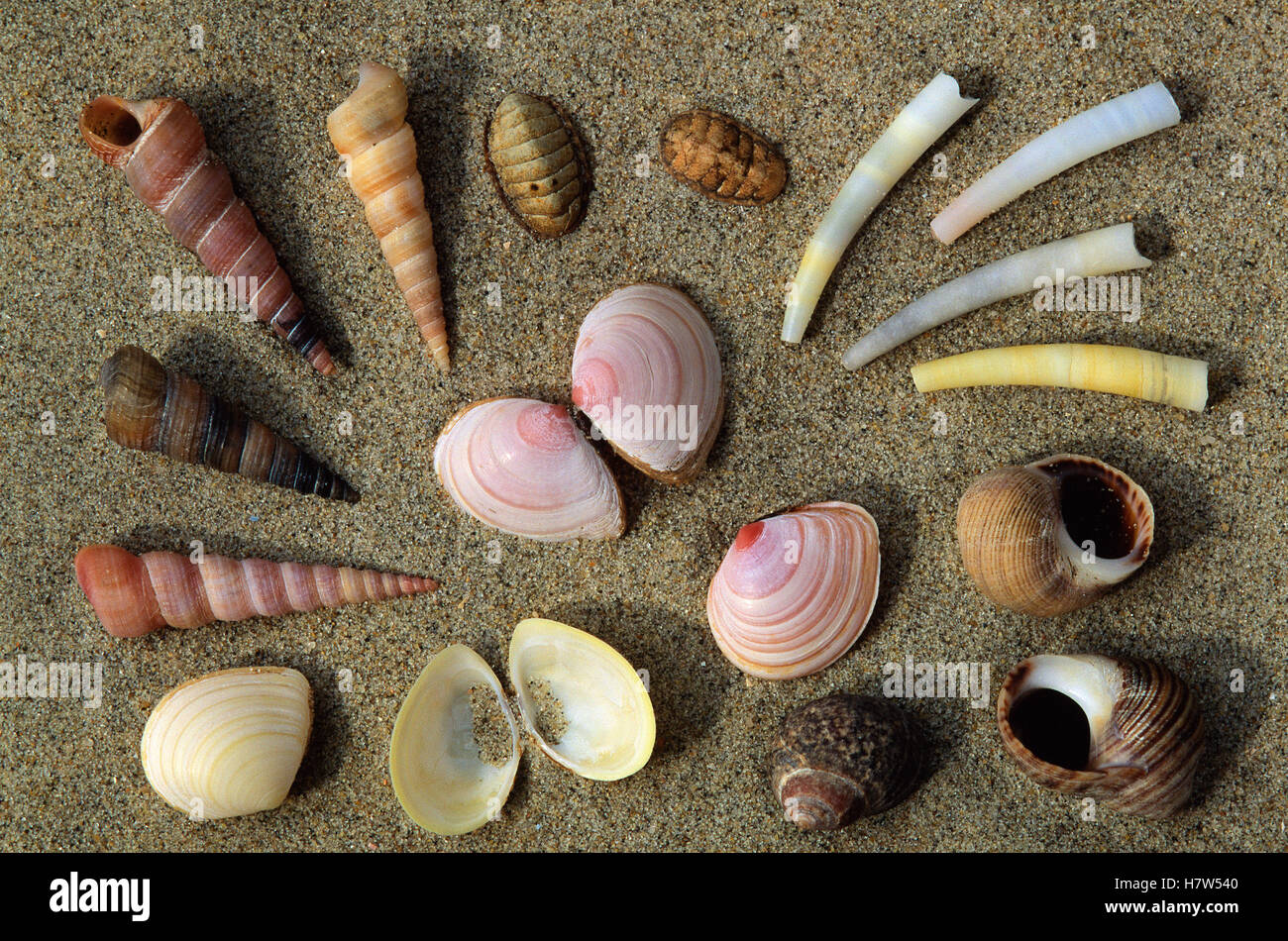 Shell arrangement on beach Stock Photo - Alamy