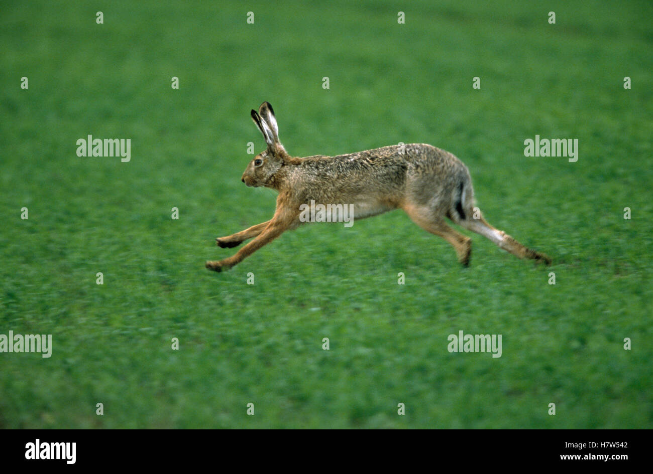 European Hare (Lepus europaeus) running across field, Europe Stock ...