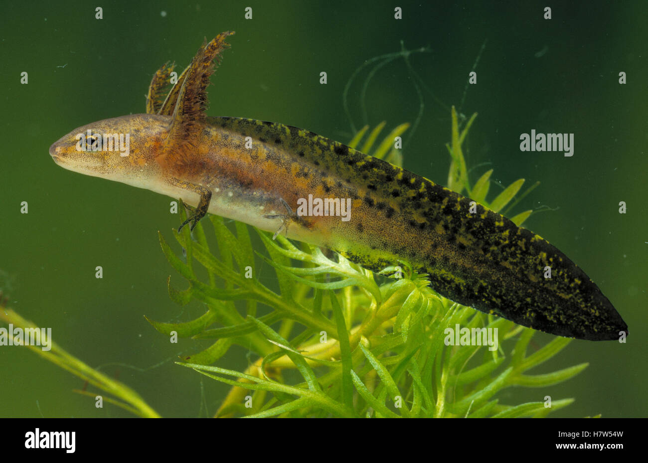 Alpine Newt (Ichthyosaura alpestris) larva showing feathery gill ...