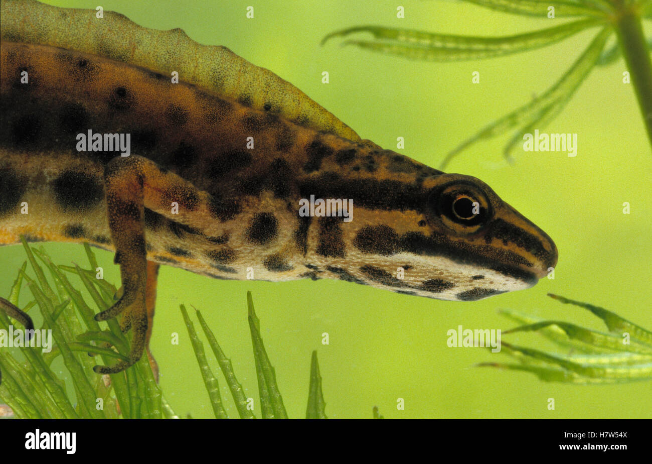Smooth Newt (Lissotriton vulgaris) male underwater, western Europe ...