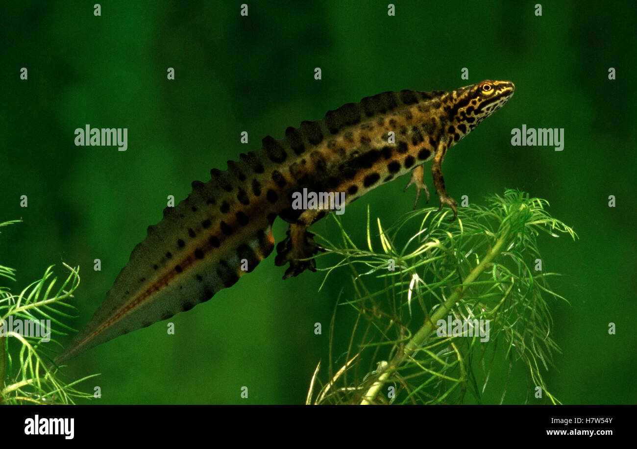 Smooth Newt (Lissotriton vulgaris) male underwater, western Europe ...