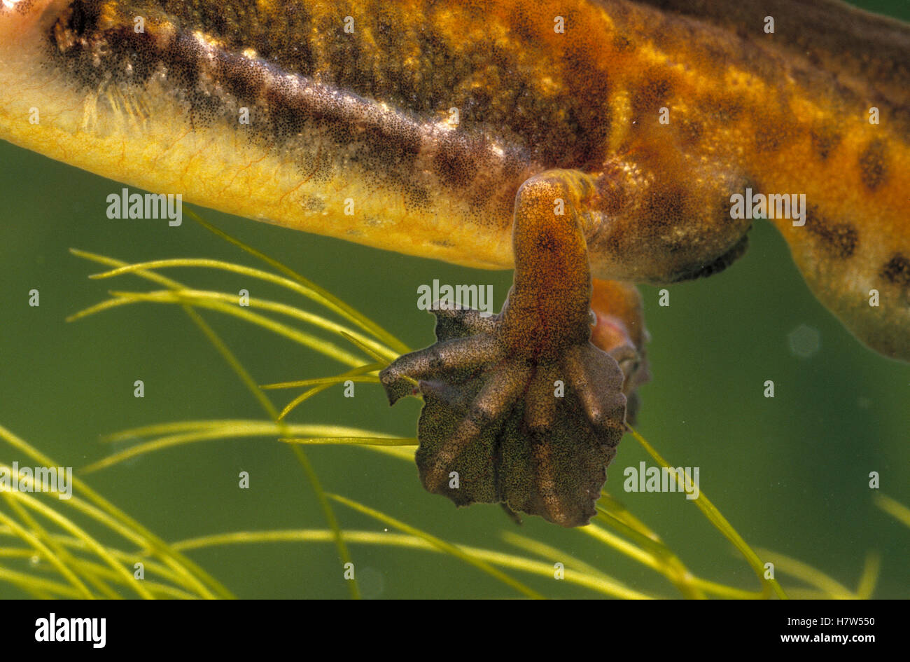 Palmate Newt (Triturus helveticus) showing webbed hind foot, underwater ...