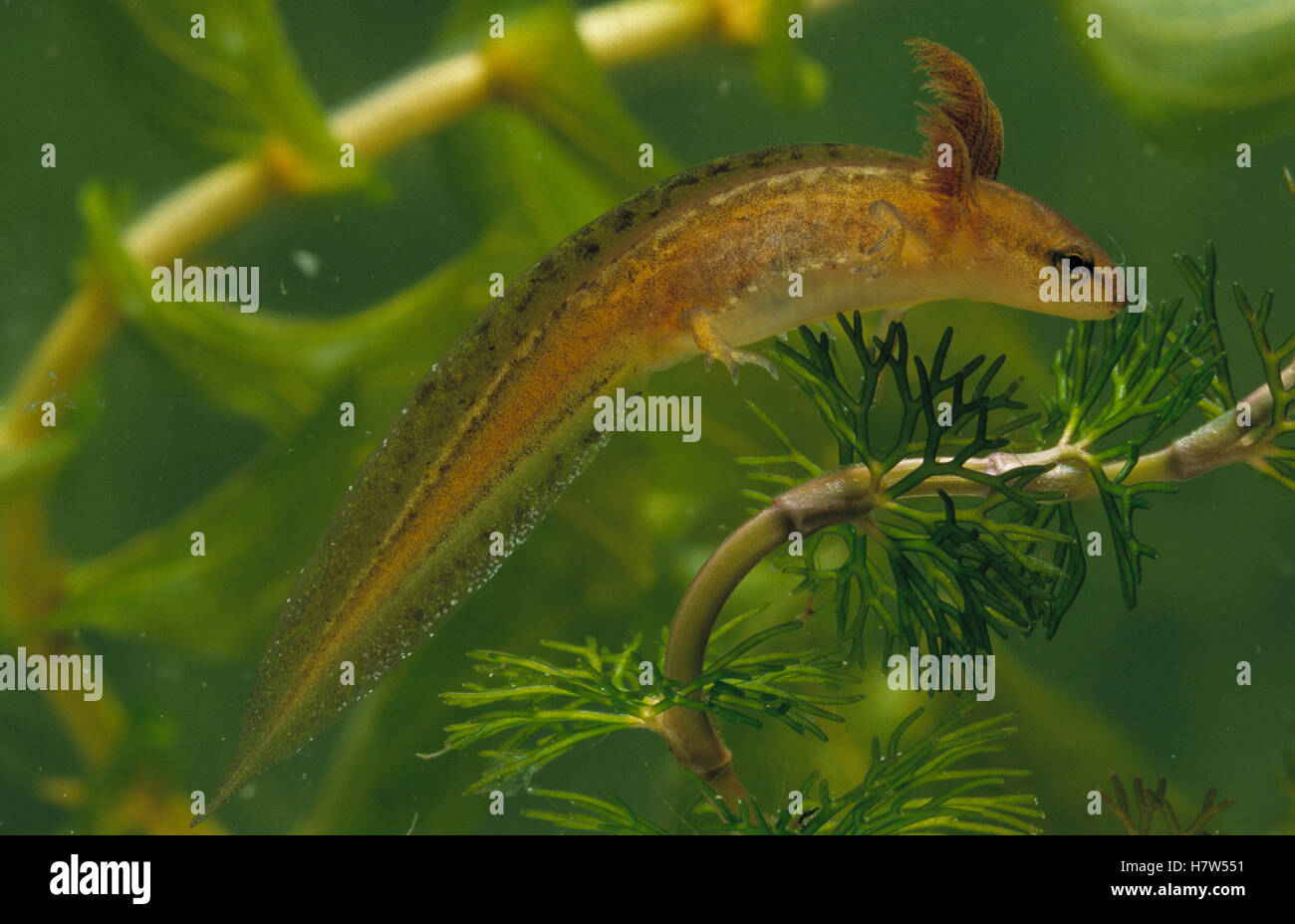 Smooth Newt (Lissotriton vulgaris) larva showing feathery gill ...