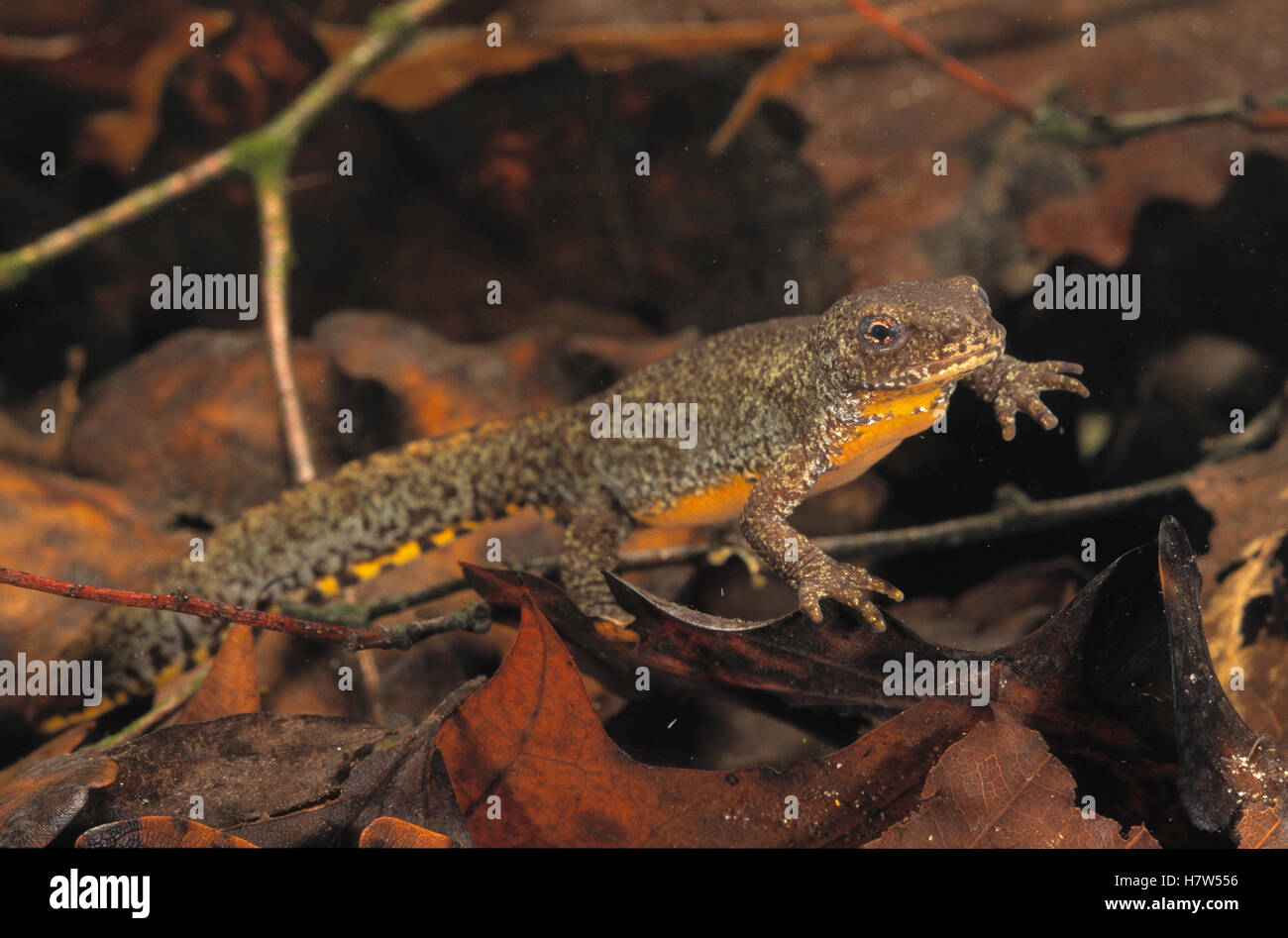 Alpine Newt (Ichthyosaura alpestris) feamale floating against leaves on ...