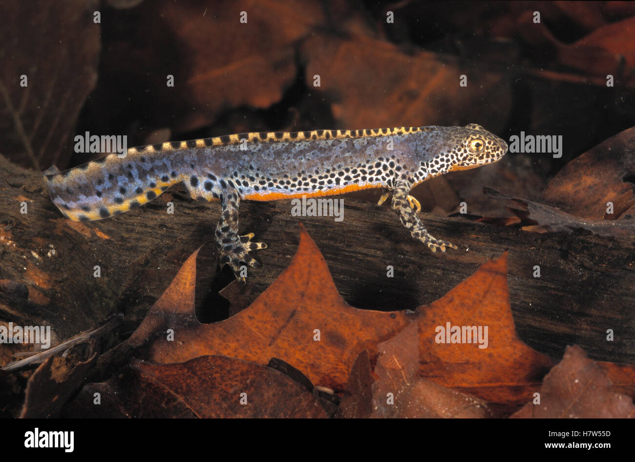 Alpine Newt (Ichthyosaura alpestris) male underwater floating above ...