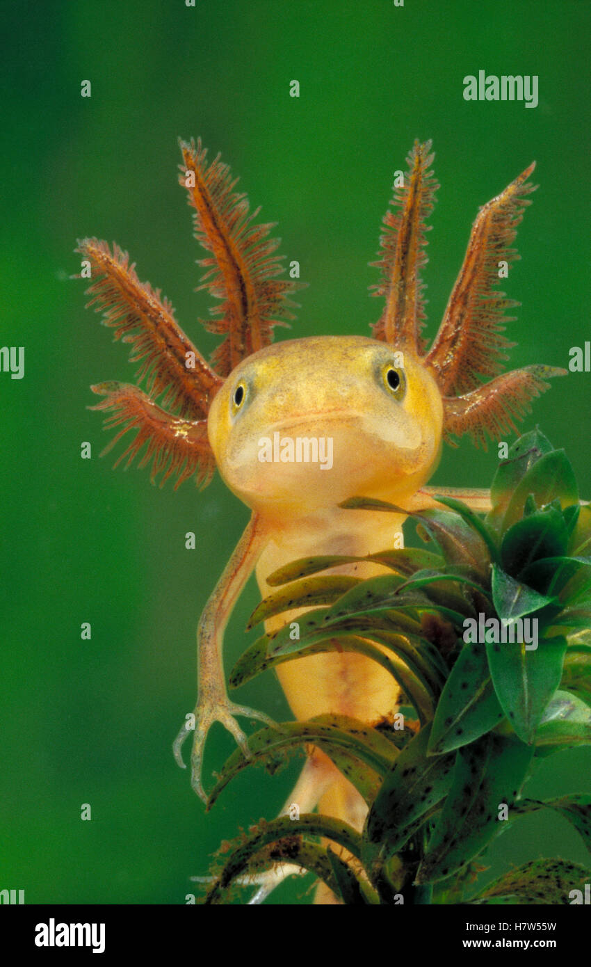 Great Crested Newt (Triturus cristatus) larva portrait with feathery ...