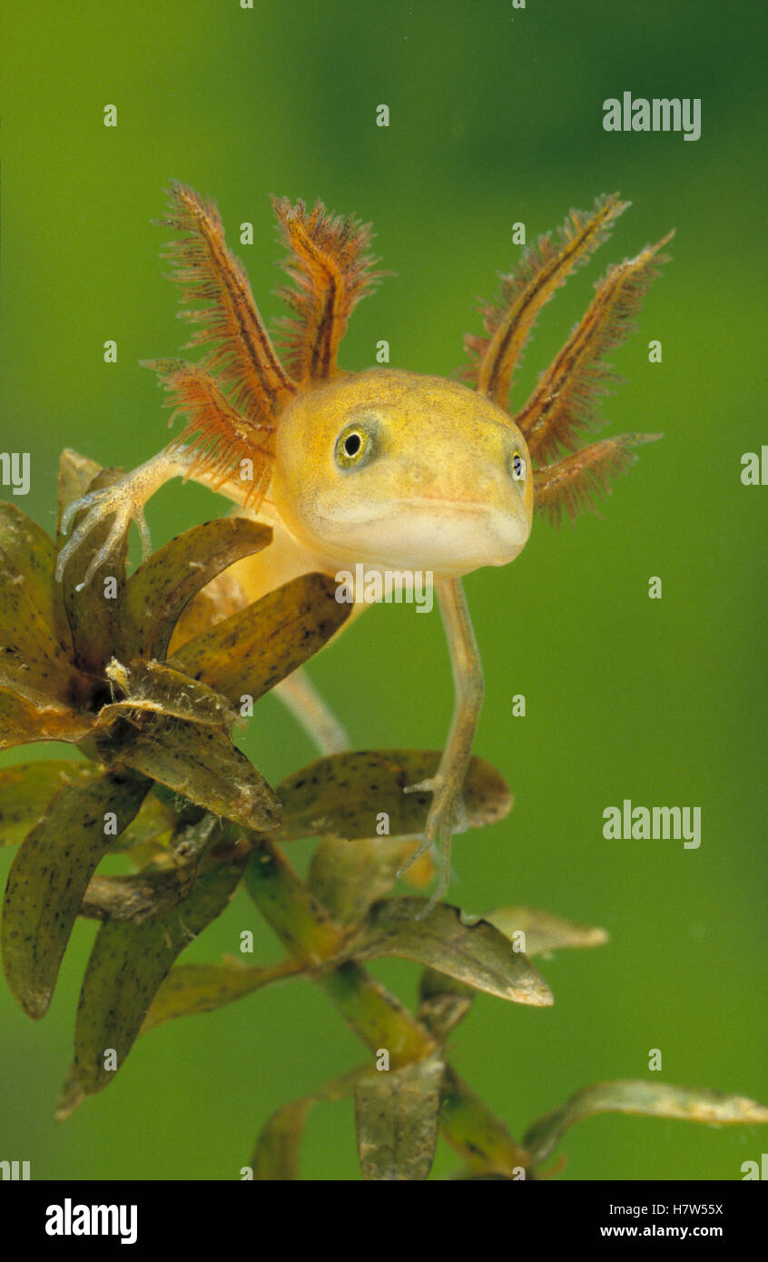 Great Crested Newt (Triturus cristatus) larva, underwater, western ...