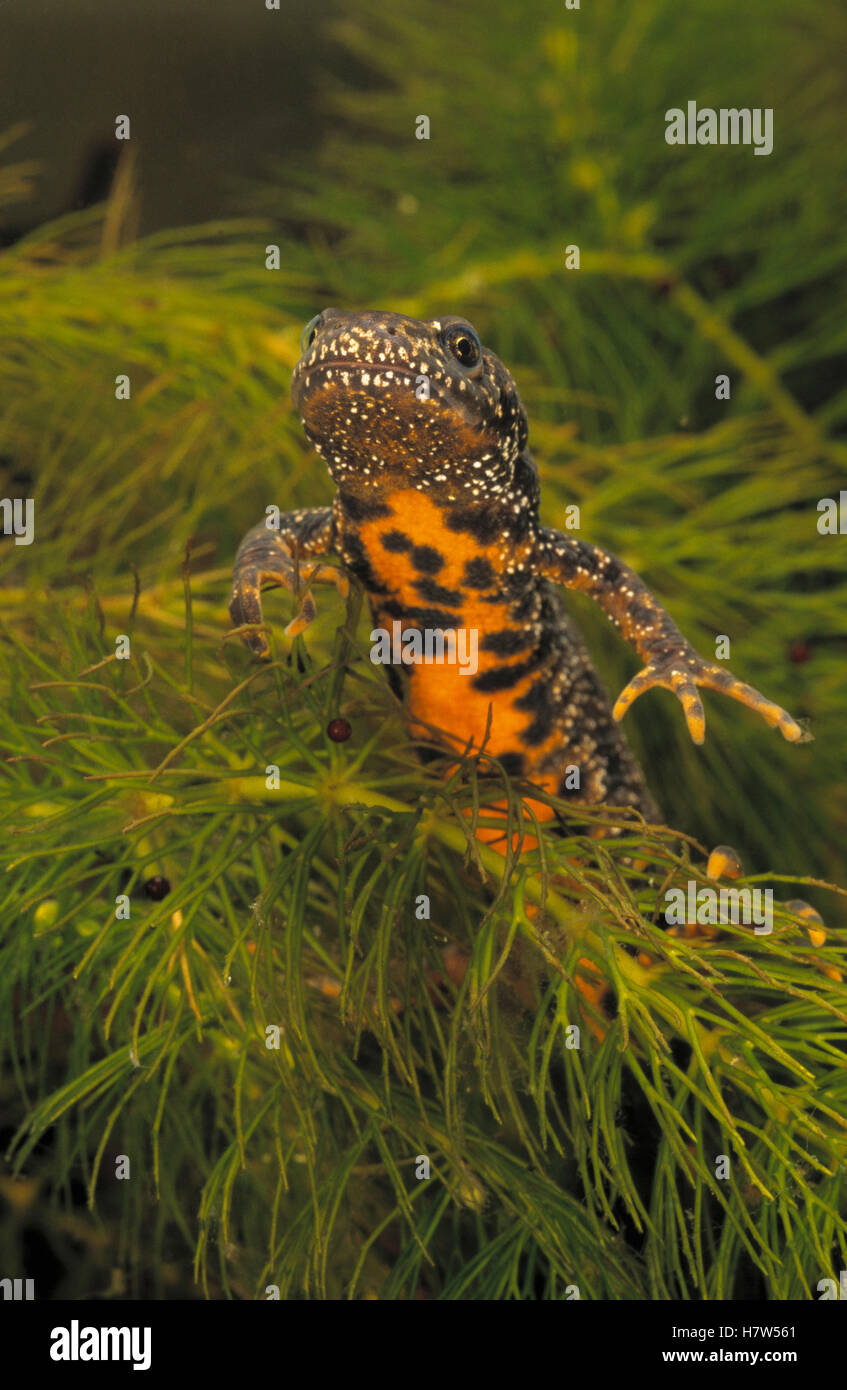 Great Crested Newt (Triturus cristatus) female underwater portrait ...