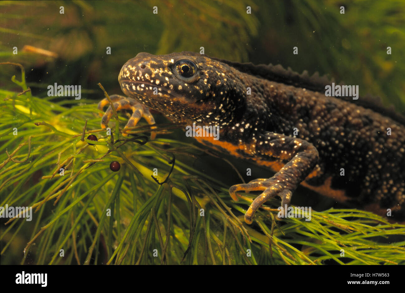 Great Crested Newt (Triturus cristatus) female underwater portrait ...
