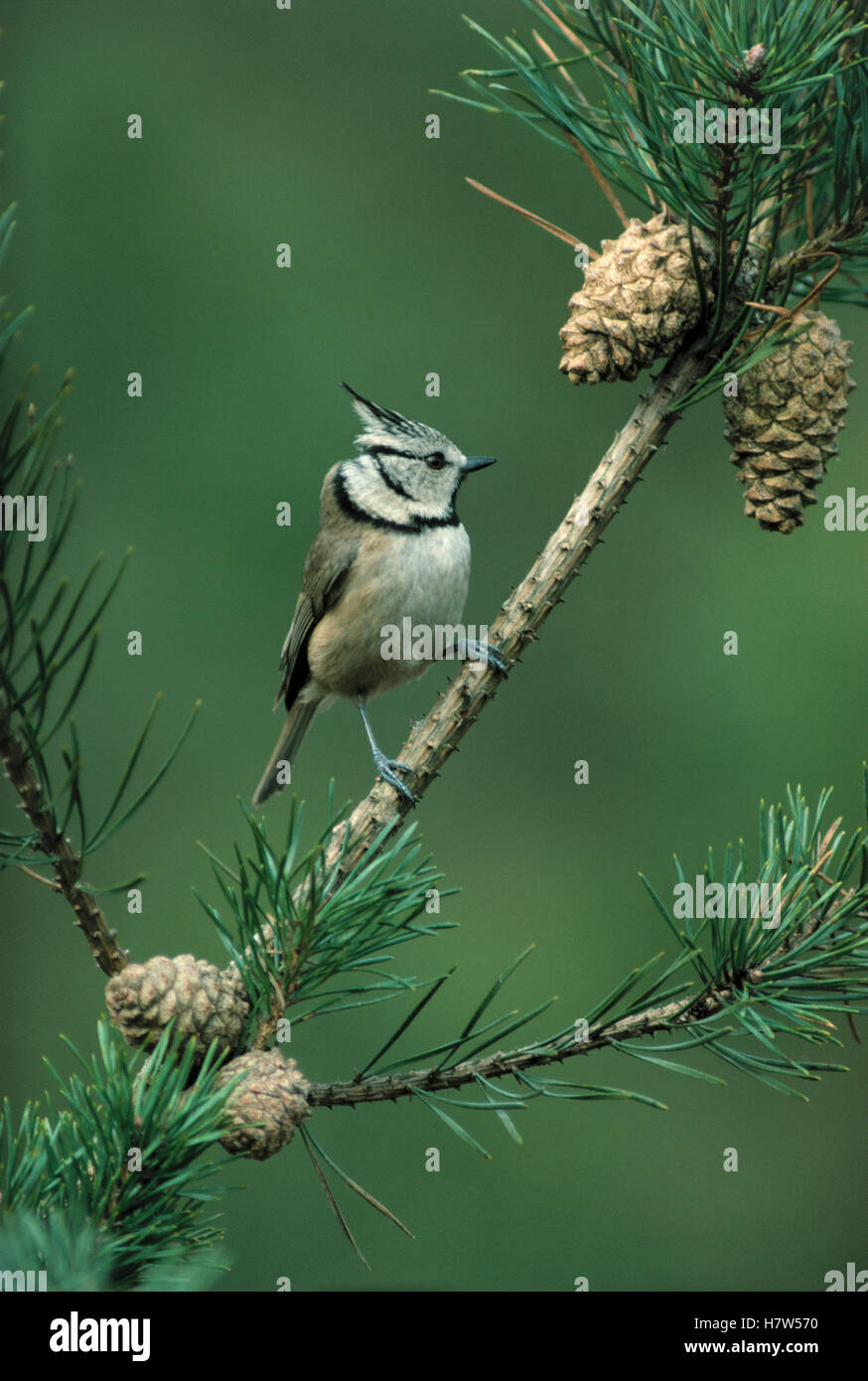 Crested Tit (Lophophanes cristatus) in Pine (Pinus sp) tree, Europe ...