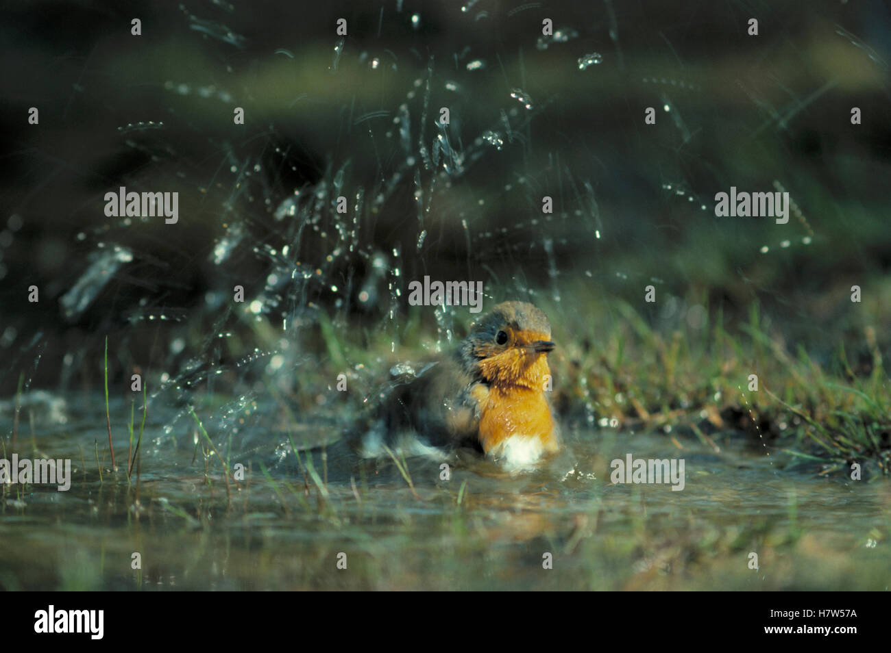 European Robin (Erithacus rubecula) bathing in shallow pool, Europe ...
