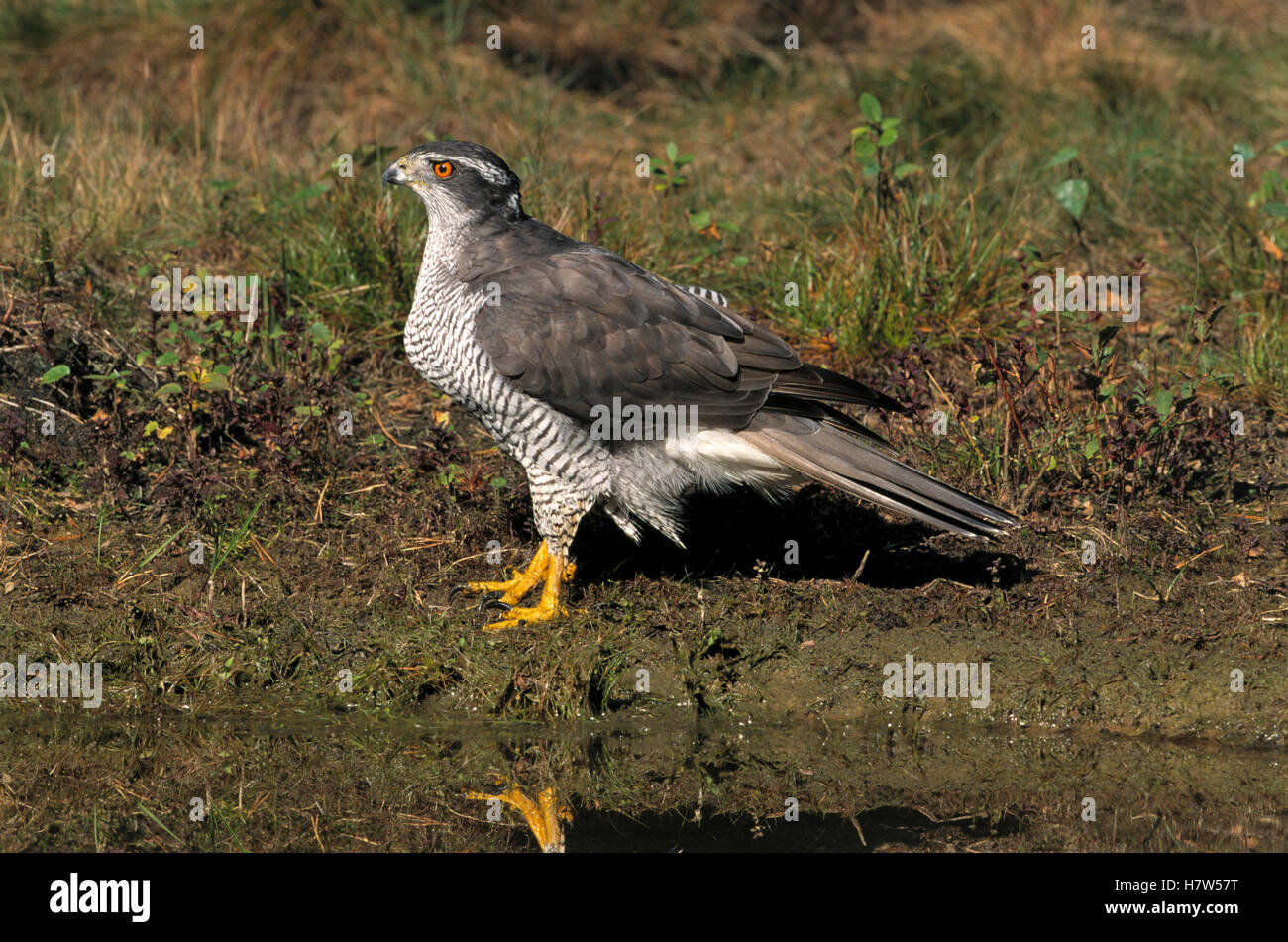 Northern Goshawk (Accipiter gentilis) female standing along pool ...