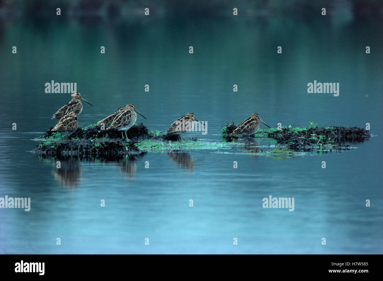 Common Snipe (Gallinago gallinago) group standing on mud clumps, Europe ...