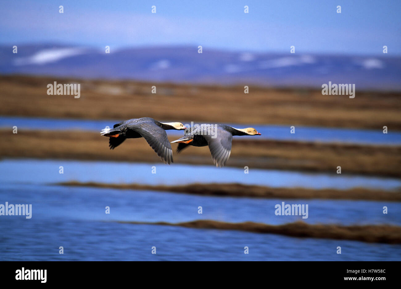 Emperor Goose (Anser canagicus) pair flying, Siberia Stock Photo - Alamy