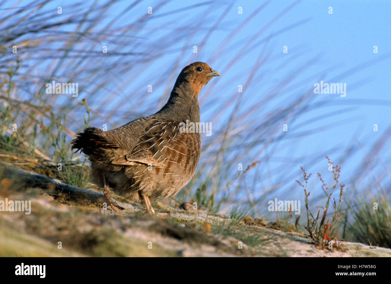 European Partridge (Perdix perdix) in dune landscape, Europe Stock ...