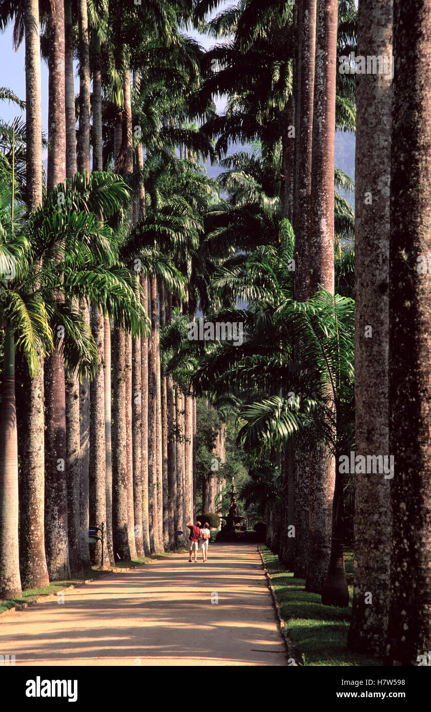People walking along palm-lined path in botanical garden, Rio de ...