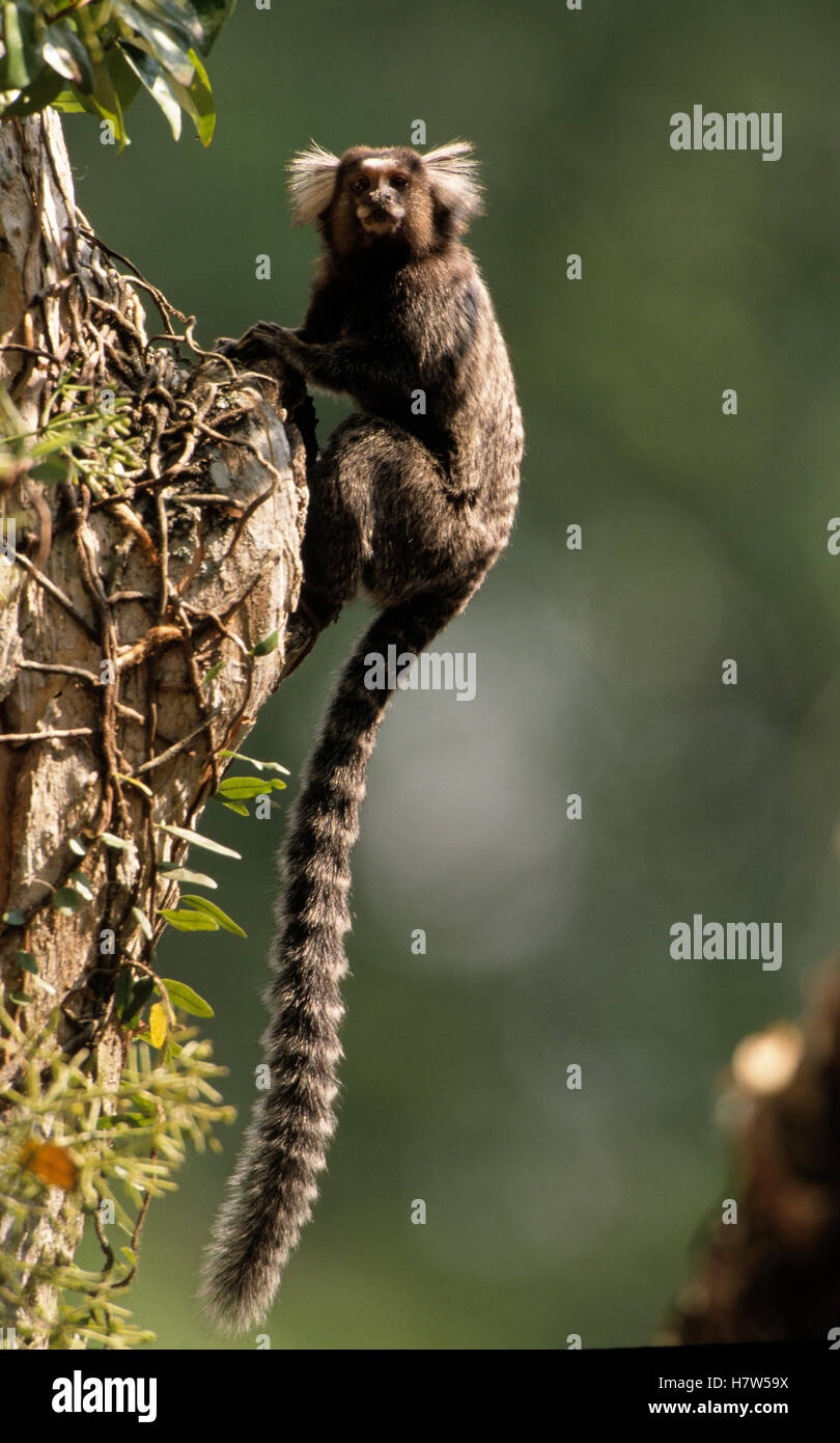 Common Marmoset (Callithrix jacchus) portrait in tree, Brazil Stock ...
