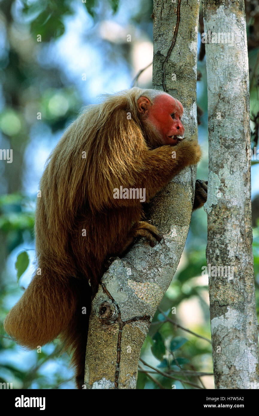 Red Uakari (Cacajao rubicundus) feeding in tree, Brazil Stock Photo - Alamy