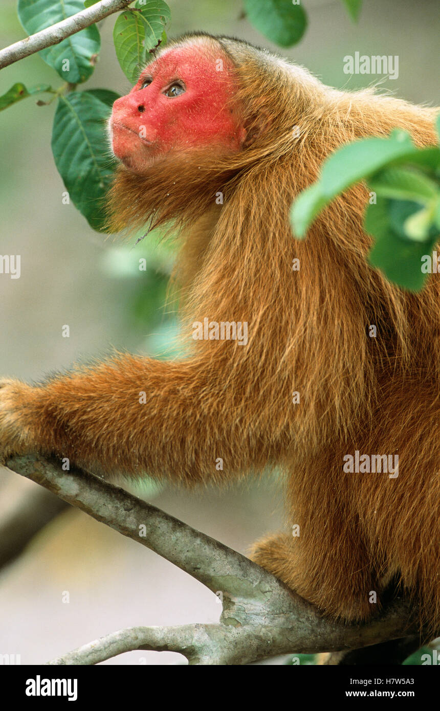 Red Uakari (Cacajao rubicundus) portrait, Amazon ecosystem, Brazil ...