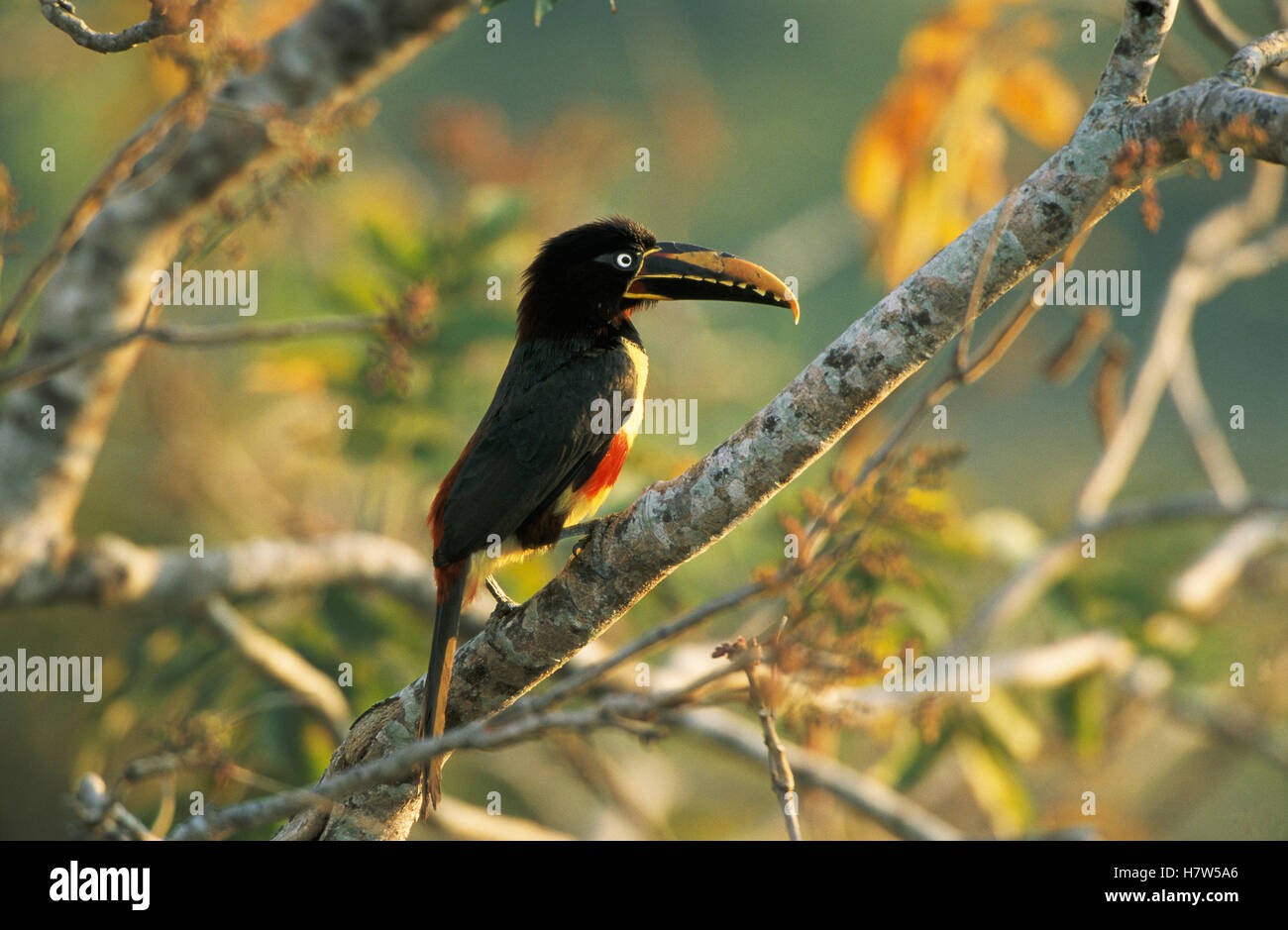 Chestnut-eared Aracari (Pteroglossus castanotis) portrait in tree ...