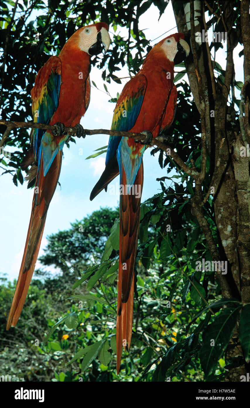 Scarlet Macaw (Ara macao) pair in tree, Amazon ecosystem, Brazil Stock ...