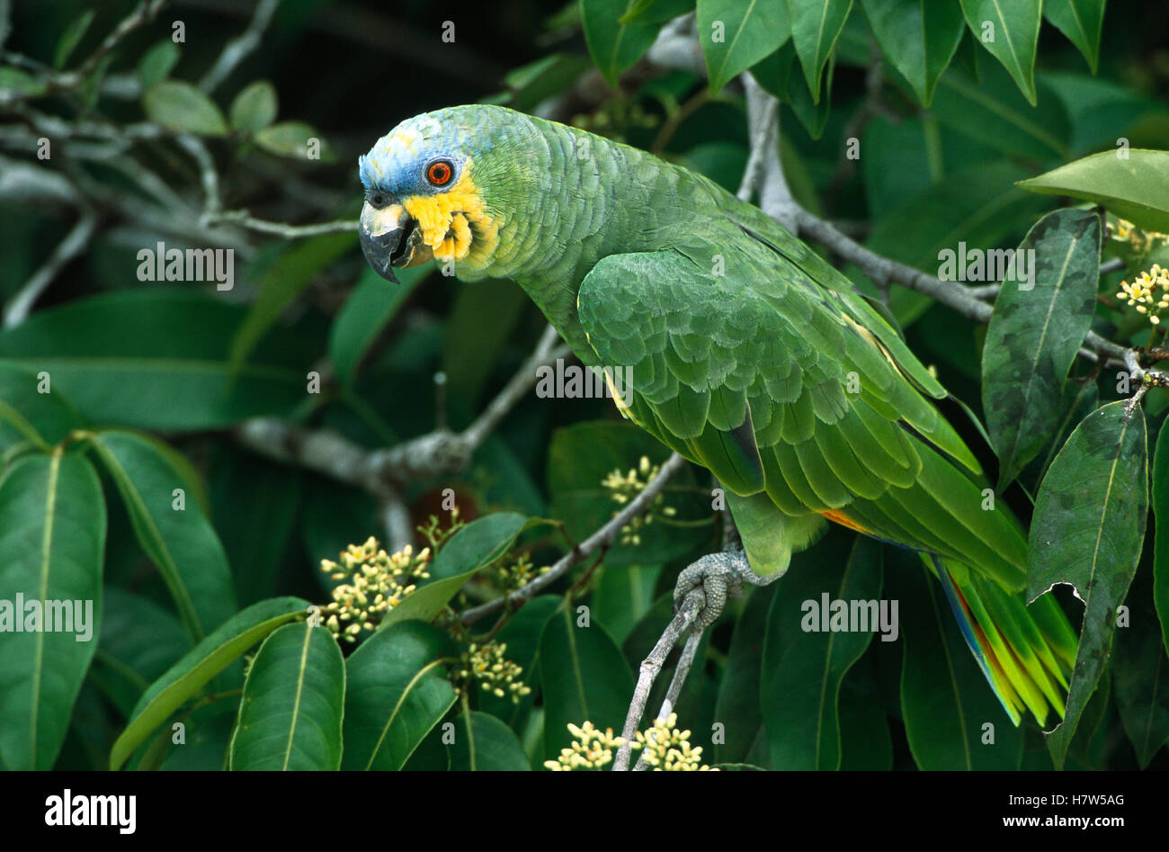 Orange-winged Parrot (Amazona amazonica) perching, side view, Pantanal ...