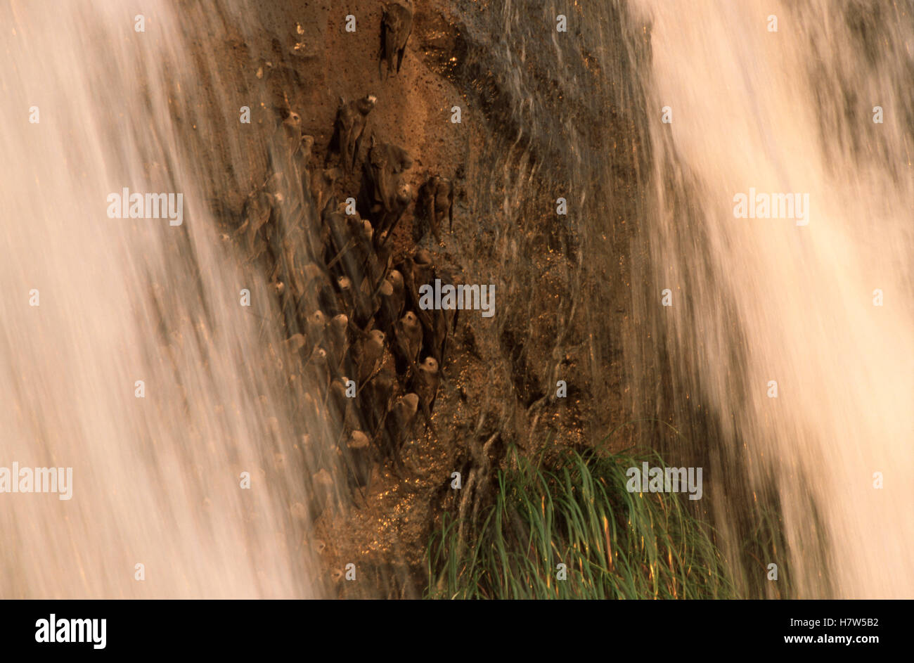 Great Dusky Swift (Cypseloides senex) nesting behind waterfall, Brazil ...