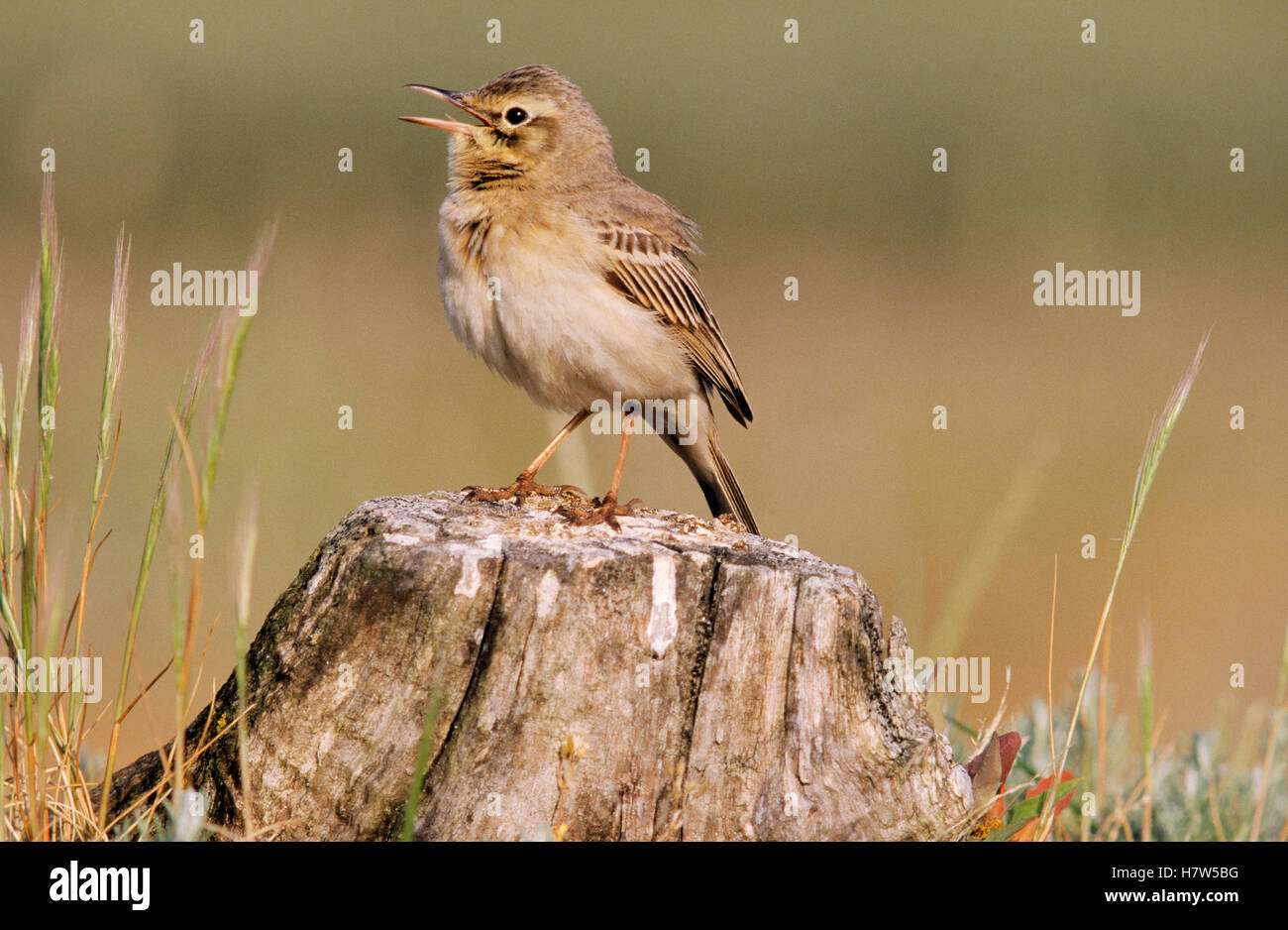 Tawny Pipit (Anthus campestris) calling on tree-stump, Europe Stock ...