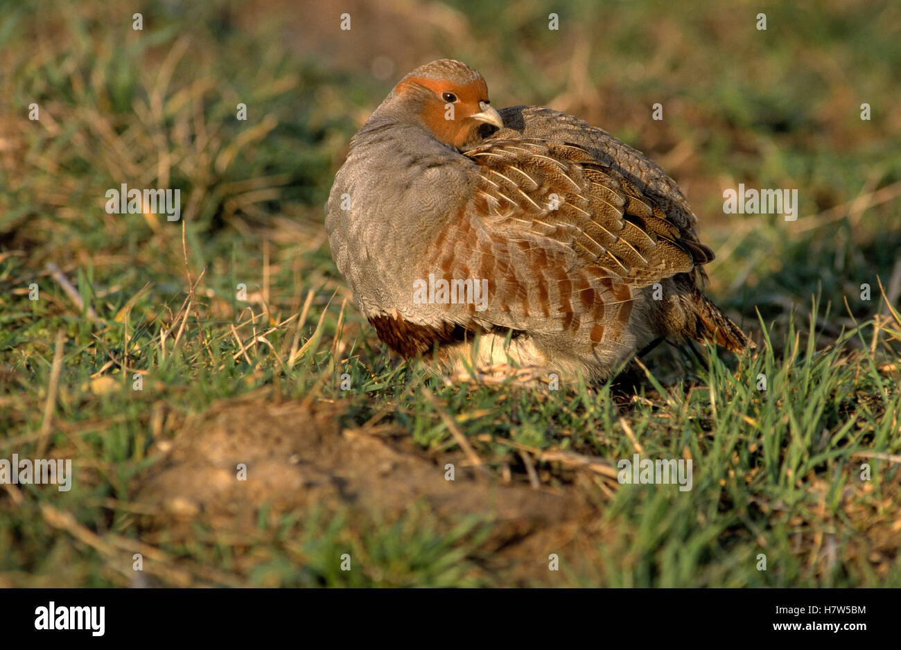 European Partridge (Perdix perdix) female, preening, Europe Stock Photo ...