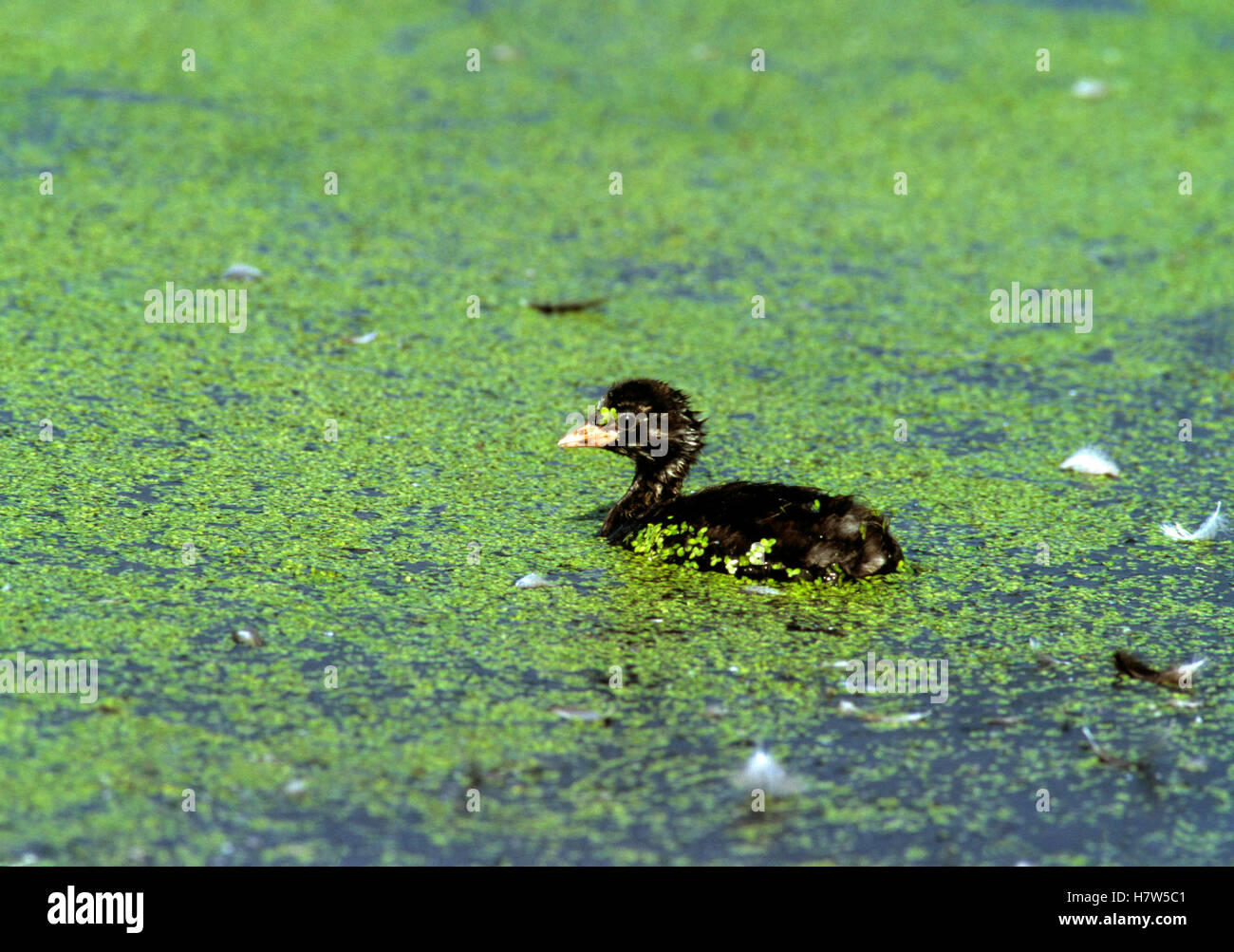 Little Grebe (Tachybaptus ruficollis) chick, Europe Stock Photo - Alamy