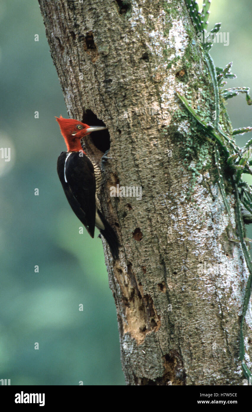 Robust Woodpecker (Campephilus robustus) at entrance to nest cavity ...