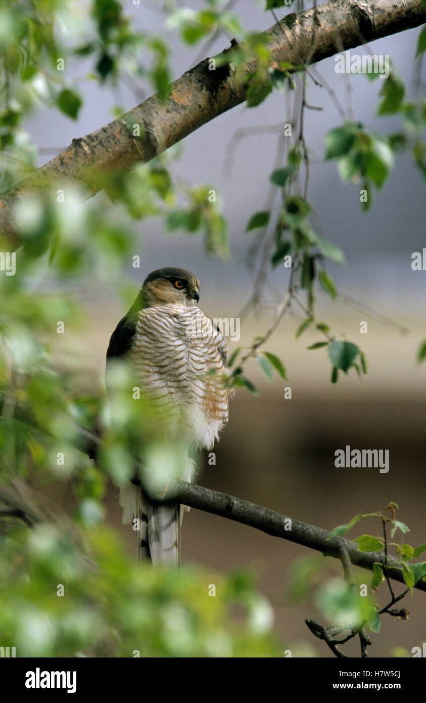 Eurasian Sparrowhawk (Accipiter nisus) perching in tree, Europe Stock ...
