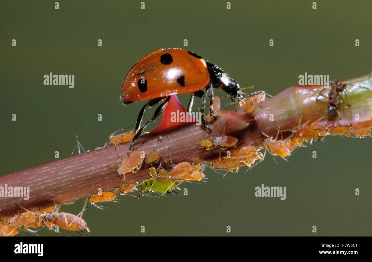 Seven-spotted Ladybird (Coccinella septempunctata) feeding on aphids ...