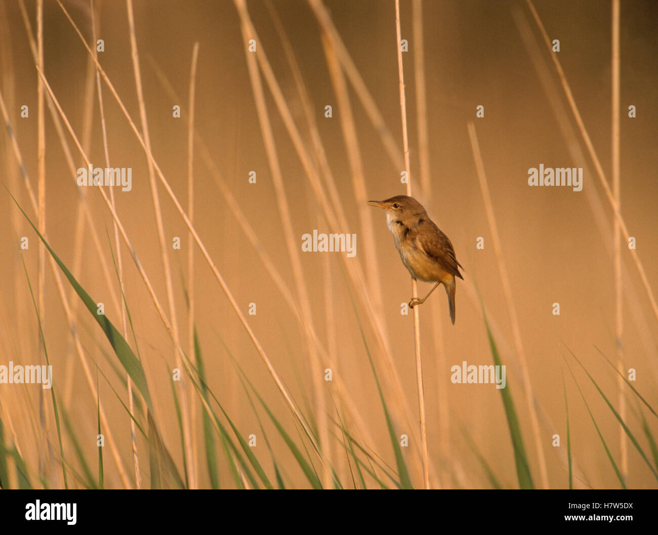 Eurasian Reed-Warbler (Acrocephalus scirpaceus) profile, side view ...