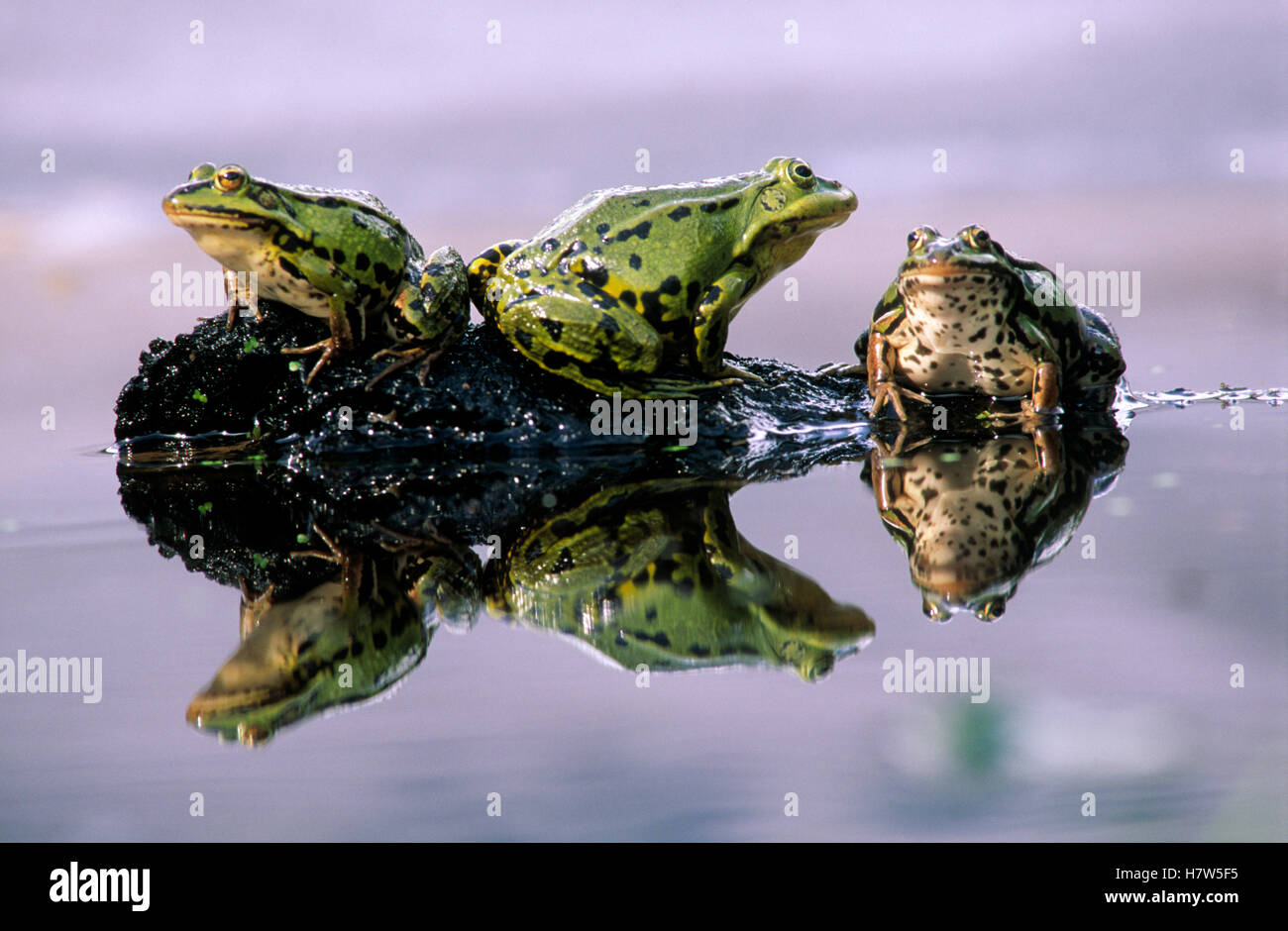 Edible Frog (Rana esculenta) trio at pond, Europe Stock Photo - Alamy