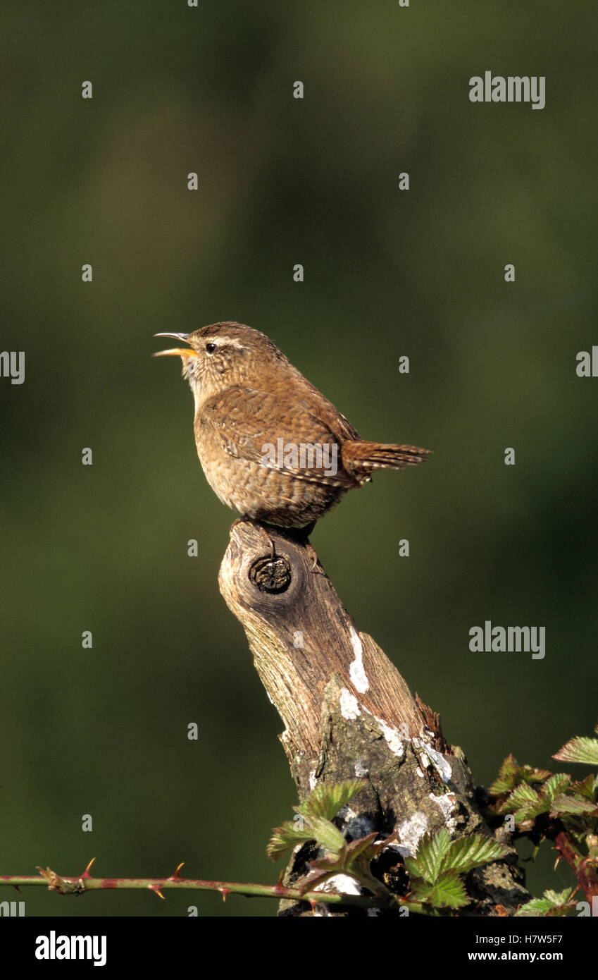 Eurasian Wren (Troglodytes troglodytes) singing from tree-stump, Europe ...