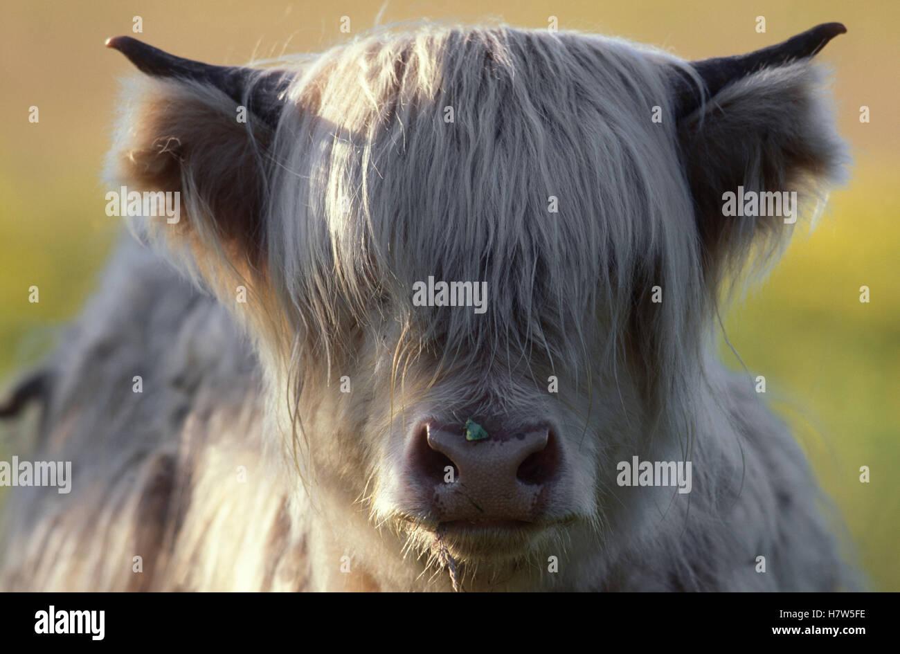 Domestic Cattle (Bos taurus), Highland breed, portrait, Europe Stock ...