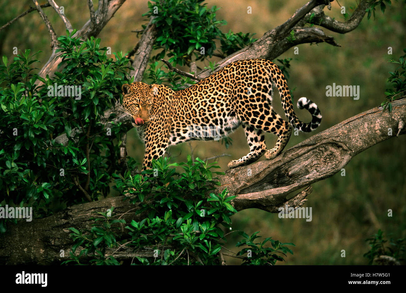Leopard (Panthera pardus) in tree, Africa Stock Photo - Alamy