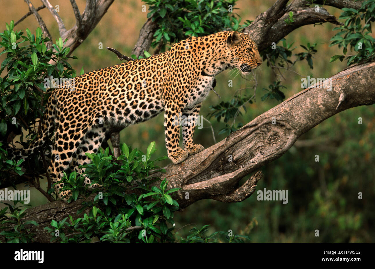 Leopard (Panthera pardus) in tree, Africa Stock Photo - Alamy