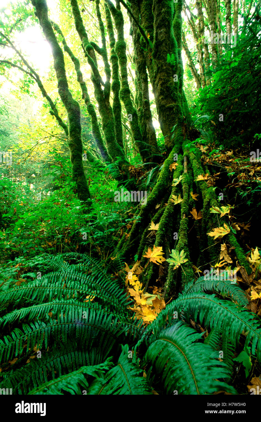 Temperate rainforest at French Beach Provincial Park, Vancouver Island ...